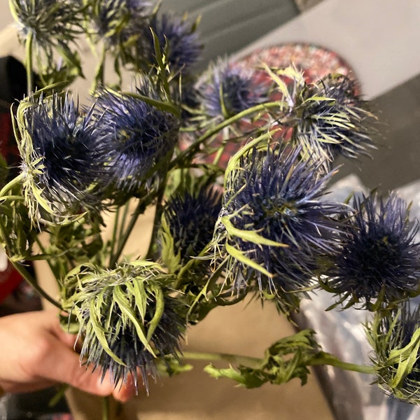 Fresh Eryngium, Natural Blue Thistle, Fresh Thistle, Natural Fresh ...