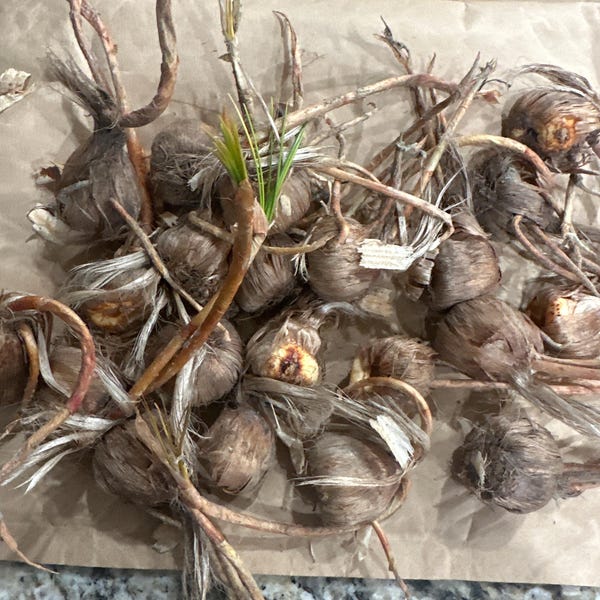 Votaniki John Peed Caladium - Perennial Caladium Bulbs for Planting ...