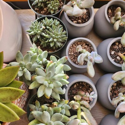 Portulaca Afra 'variegata Variegated Elephant Bush in 6 Inch Pots - Etsy