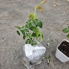 Meredith Hybrid Tea Rose Large Pink Rose - Ship in 5 Inch Pot - Etsy