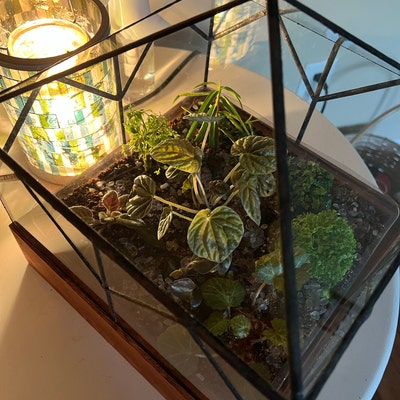 Dorman Terrarium - Etsy
