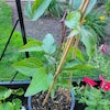 Phygelius 'colorburst Yellow', Yellow Cape Fuchsia - Etsy