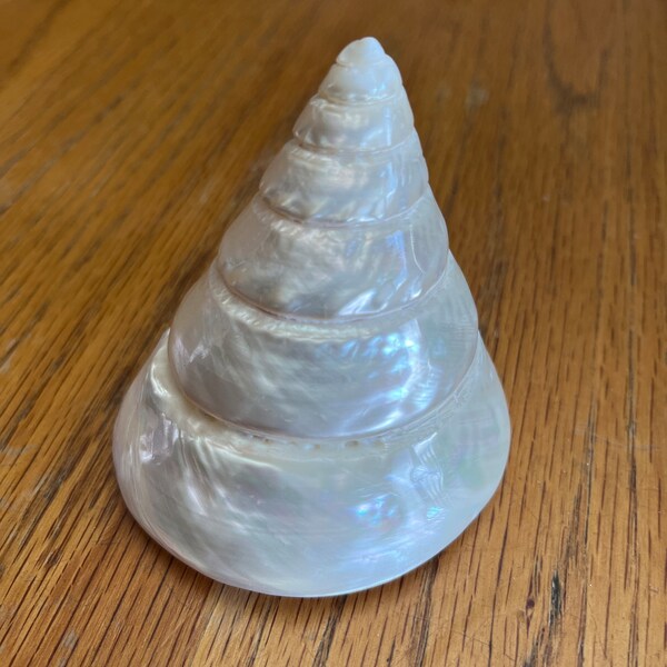 PEARLED TROCHUS SHELLS *all Sizes* Natural Irredescent Display Pyramid ...