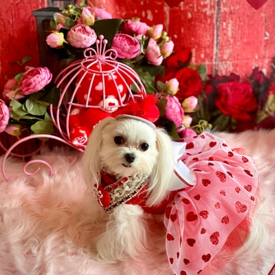 Star Spangled Girl Dog Harness Dress Xxsmall to 4xlarge Dog - Etsy