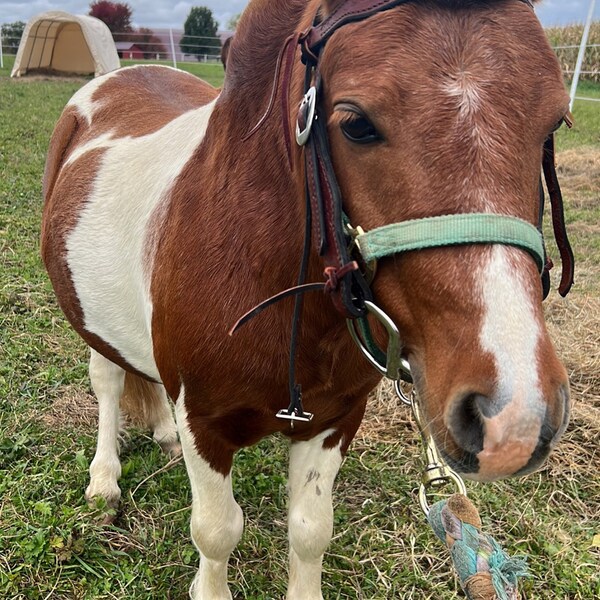 Cavalon Full Cheek Soft Leather Snaffle Bit - Etsy