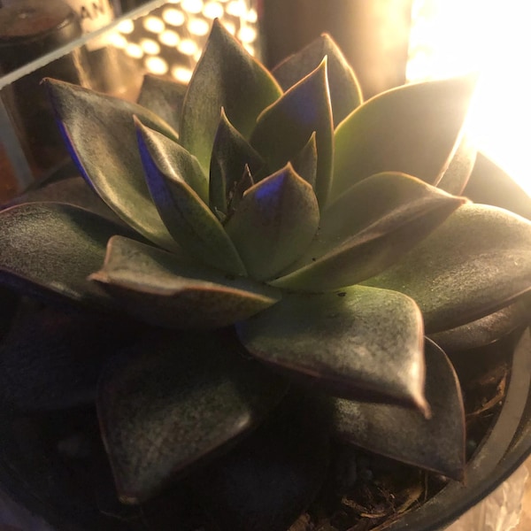 Sedum Angelina Rare Succulent Live Plant - Etsy
