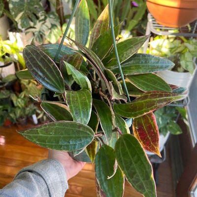 6 Hoya Crassipetiolata - Etsy