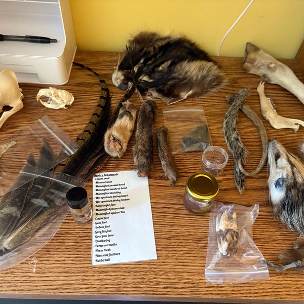 Freeze Dried Yak Feet (for One) - Taxidermy Yak, Deer Antlers ...