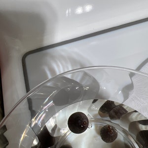 Millingtonia Tree Seed Indian Cork Tree Seed Tree Jasmine Seed Kasalong ...