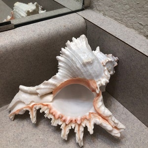 Conch Sea Shell Garden Quality 68 Conch Shell Imperfect Conch Sea Shell ...