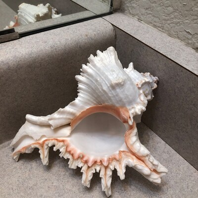 Conch Sea Shell Garden Quality 68 Conch Shell Imperfect Conch Sea Shell ...