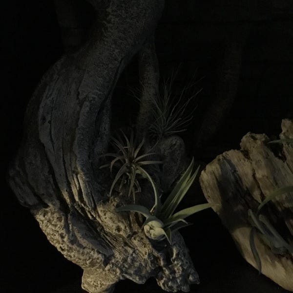 CHEAP Random BOGWOOD 20-30cm Fish Tank Root for Java Fern Moss Live ...