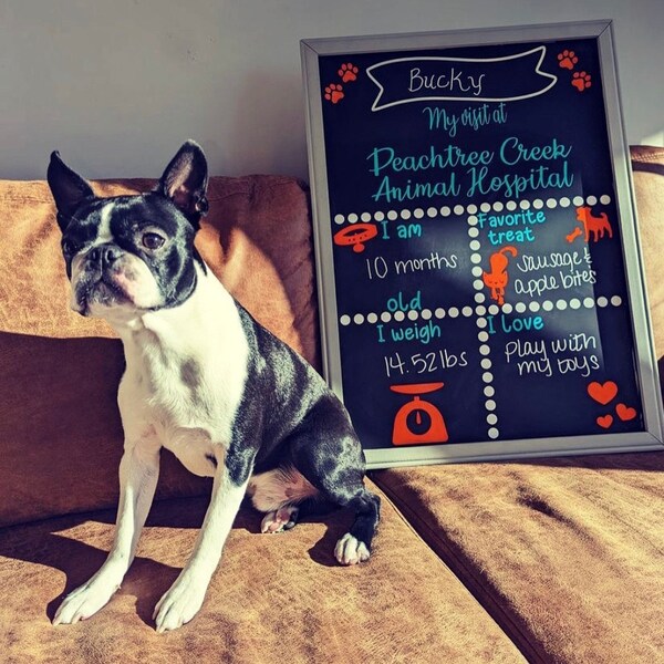 Veterinary First Visit Chalkboard - Vet Visit Chalkboard - Pets First ...