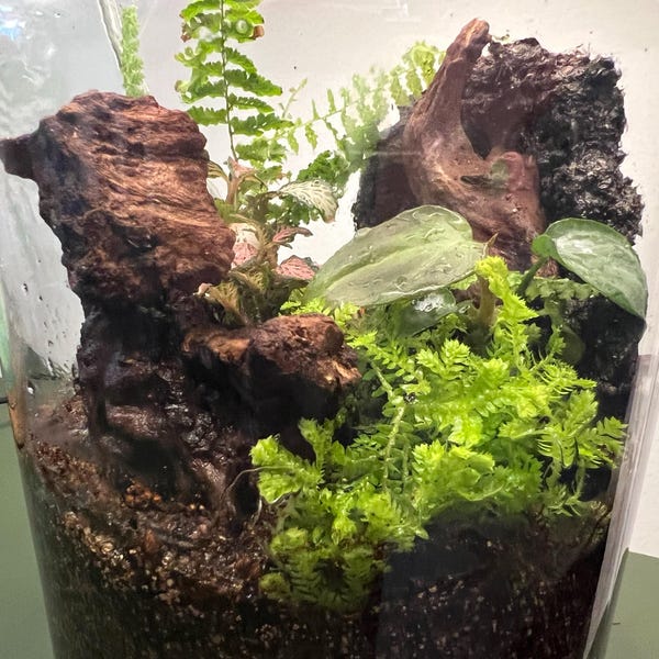 Complete Closed Terrarium Kit With Live Plants and Live Moss, Bioactive ...