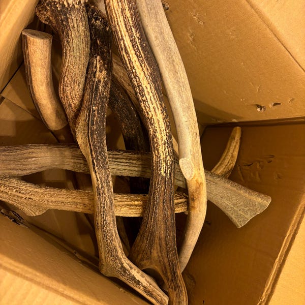 1 Kg / Sizes From 10-50 Cm / 2-20 Pieces / Natural Red Deer Antlers ...