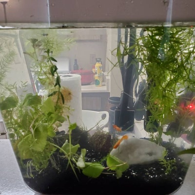 NO FLOATERS Beginner Pack 10 Tiny Random PLANT Species Low Tech Live ...
