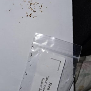 100 White Dove Orchid Flower Seed and 20 Laughing Bumblebee Seed High ...