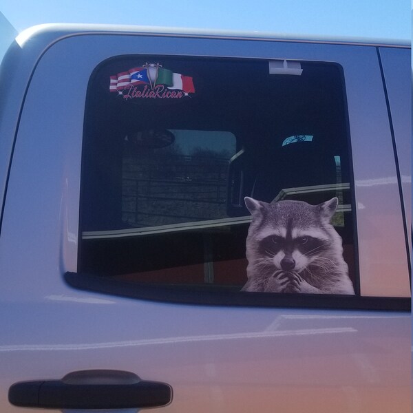Angry Raccoon Window Sticker , 3D Sticker, Funny Sticker, Raccon ...