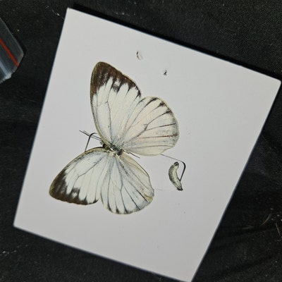 5-100PCS Real Butterfly Specimen Taxidermy Insect Butterflies Decor ...