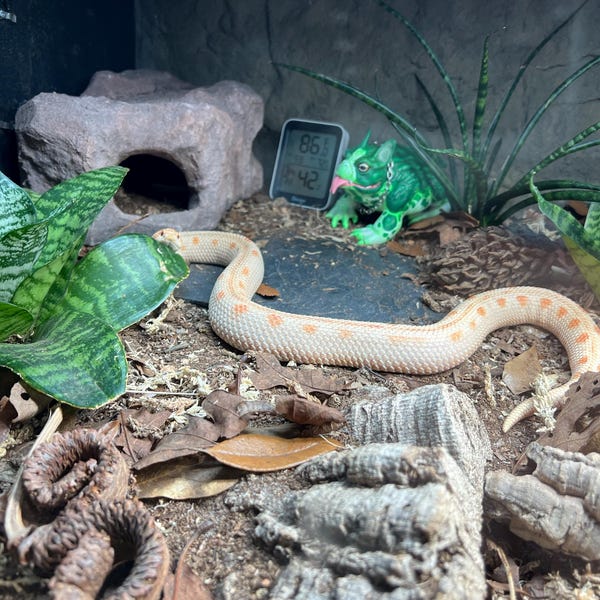 Strawberry Pineapple Pacman Frog Figure Realistic Handpainted Resin ...