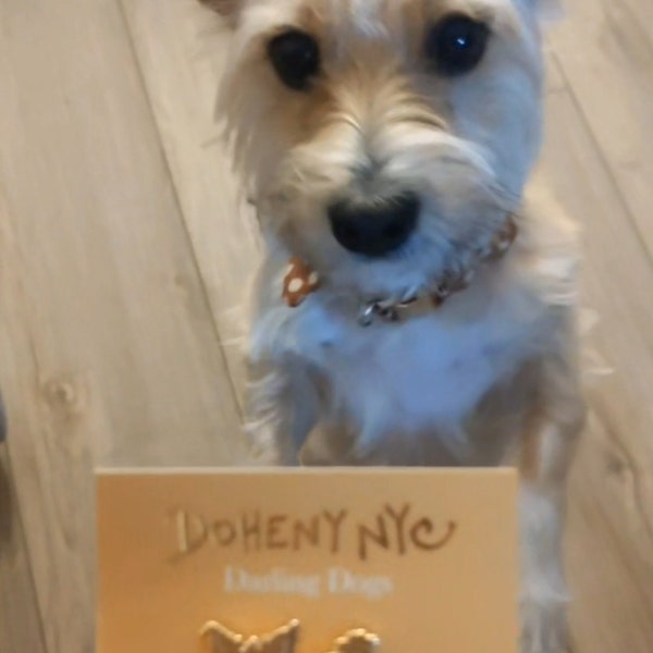 Dalmatian Pin | Dot the Dashing Dalmatian Hard Enamel Pin | Doheny NYC ...