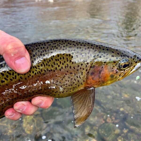 4 - Chocolate Midge Emerger. Midges and Emergers. Foam Wing. Fly ...