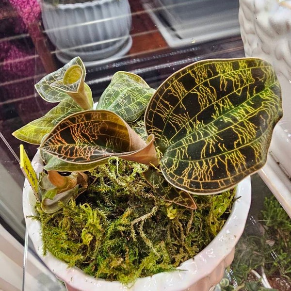 Large Size Jewel Orchid, Ludochilus 'sea Turtle', Live House Plant ...