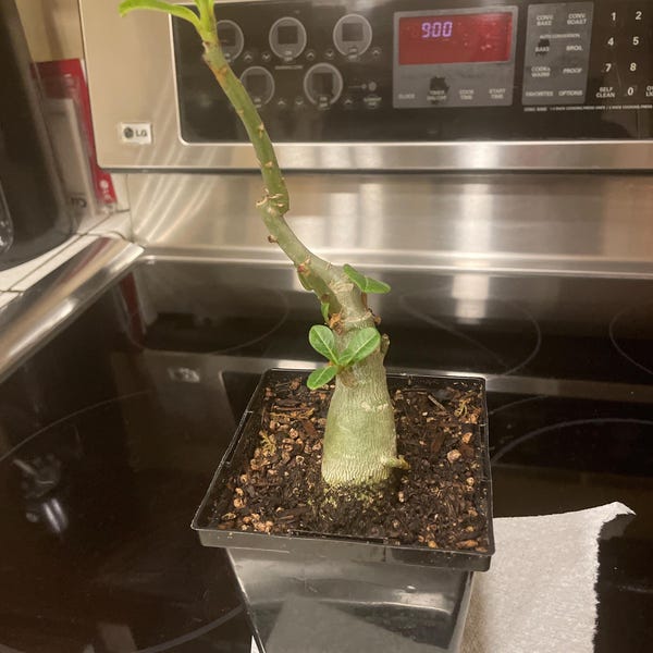 1 Grafted Double"black Purple" Adenium Obessum/desert Rose Plant. 4-6 ...