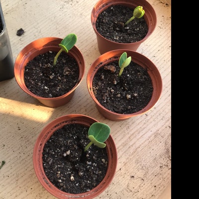 Palo Verde Tree, Cercidium Floridium, Showy Tree, Yellow Desert Bloomer ...