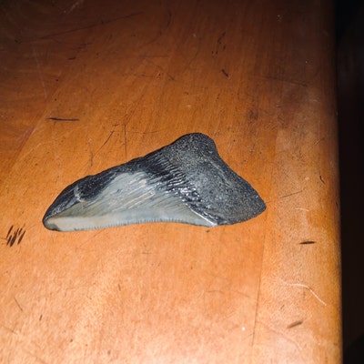 1 Partial Megalodon Shark Tooth Randomly Picked From Lot 2 to 3 Inches ...