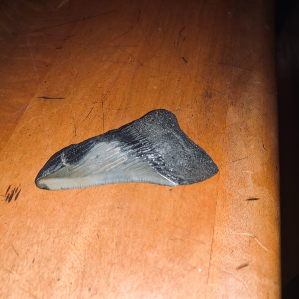 1 Partial Megalodon Shark Tooth Randomly Picked From Lot - 2 to 3 ...