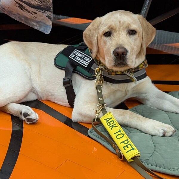 Dog Rescue Patch 3 Inch Round Patch Embroidered Rescue Dog Patch ...