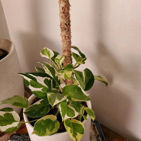 Mini Sphagnum Moss Pole for Climbing Plants | 1ft & 1.5ft Moss Poles - Etsy