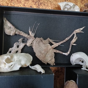 Deathtaxusa A5 50 Real Animal Domestic Rodent Rat Bone Lot Mouse Mice ...