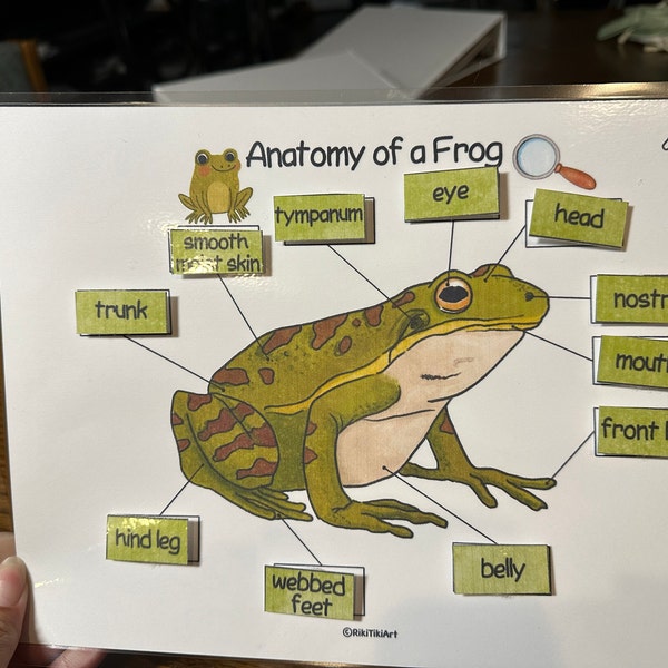 Frog Unit Study Homeschool Summer Activities Frog and Toad Life Cycle ...