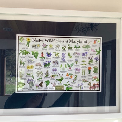 Native Wildflowers of Florida / State Flower Field Guide Poster Provide ...