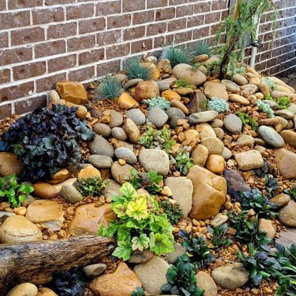 Ajuga Feathered Friends "fierce Falcon" Plant in 4 1/2" Pot Perennial ...