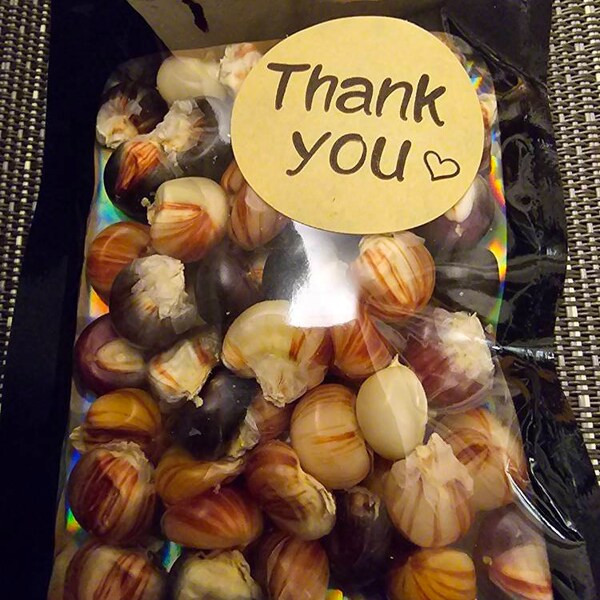 Rare Giant Indian Corn Seeds X50! Easy to Grow! Colorful Massive Ears ...