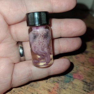 Real Cute PINK Cuttlefish in a Jar Wet Specimen Squid - Etsy