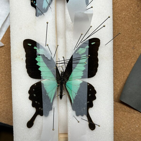 Papilio Phorcas ONE Real Butterfly Blue Green Swallowtail Swordtail ...