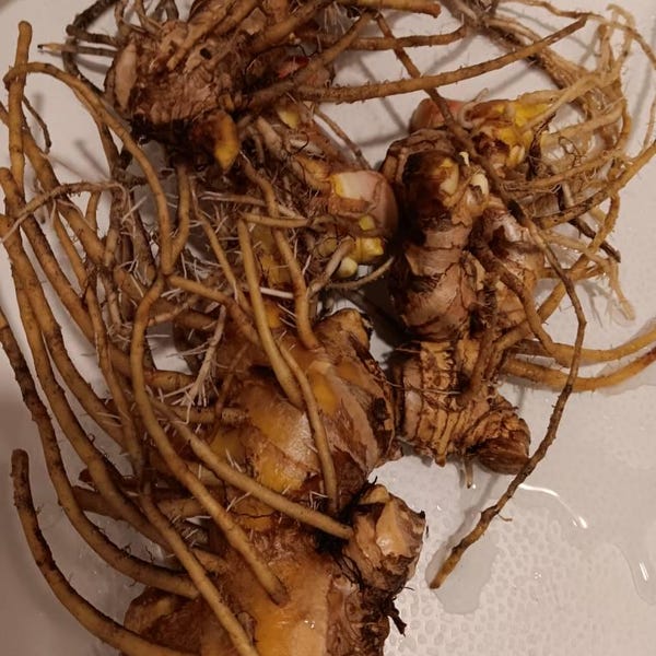 Wild Huckleberry - 100+ Seeds - Wildlife Food - Etsy