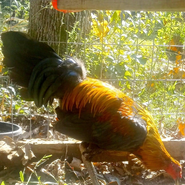 Tie Cords for Gamefowl 1 Dozen - Etsy