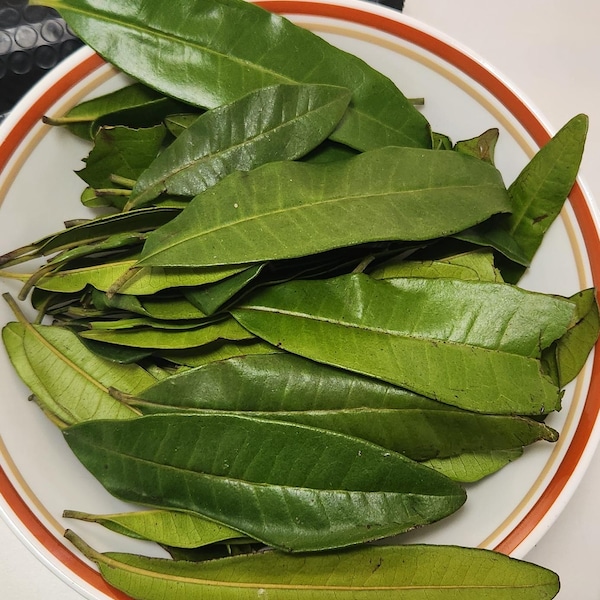 Fresh Green Jamun Leaves -organic Leaves Picked 10 Min Before Shipment ...