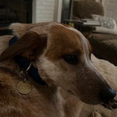 Dog Tag Lifetime Warranty Dog ID Tag Pet Tag Dog Tags Custom stainless ...