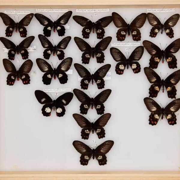 The GIANT Centipede scolopendra Subspinipes Framed & Mounted Arachnid ...