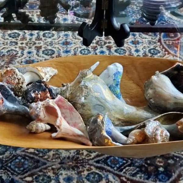 12 Broken Whelk Shells Crafts Decor - Etsy