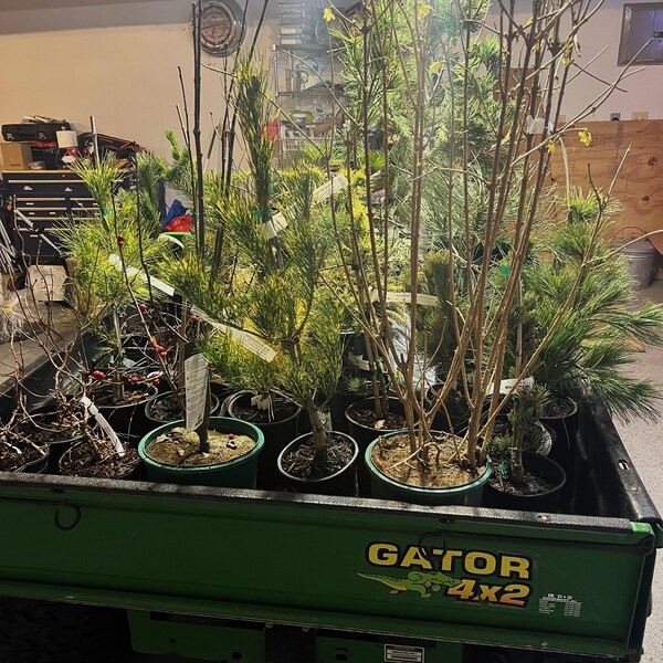 Viburnum × Burkwoodii 'mohawk' - Burkwood Viburnum - Live Plant - 4 ...