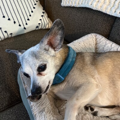 Ruffle Dog Leash Glitter Bling Dog Leash - Etsy