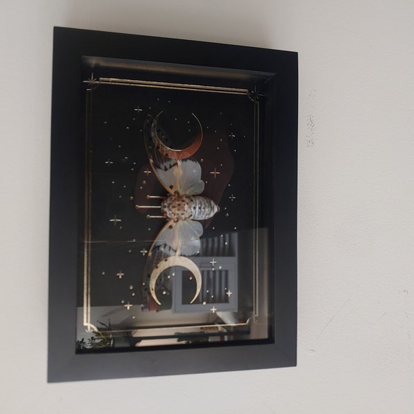 Real Framed Ghost Cicada Ayutha Spectabilis Shadow Box Frame Insect ...