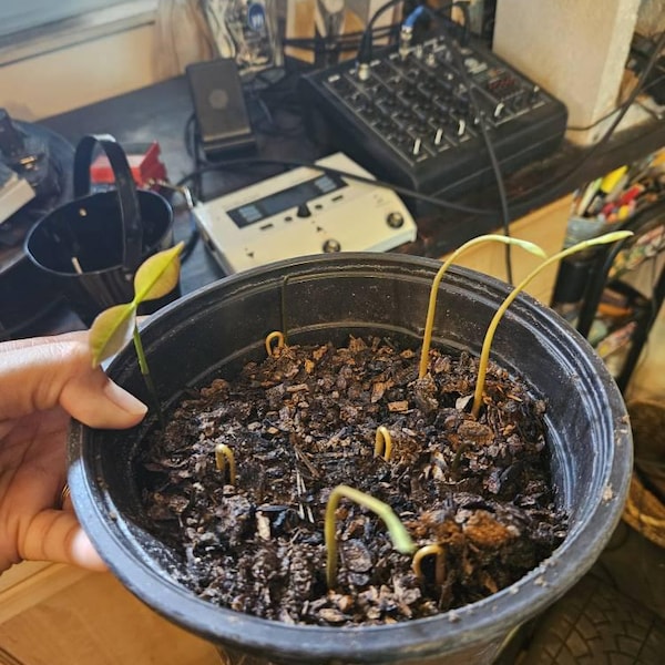 Inca Nut, Sacha Inchi (plukenetia Volubilis) Live Plant! - Etsy